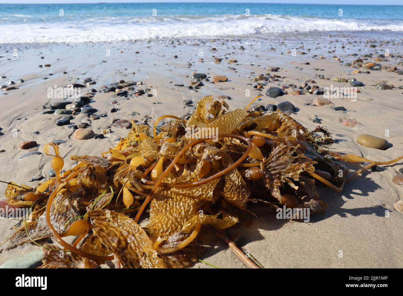 A close up of seaweed kelp on a beach in San Clemente, California Stock ...