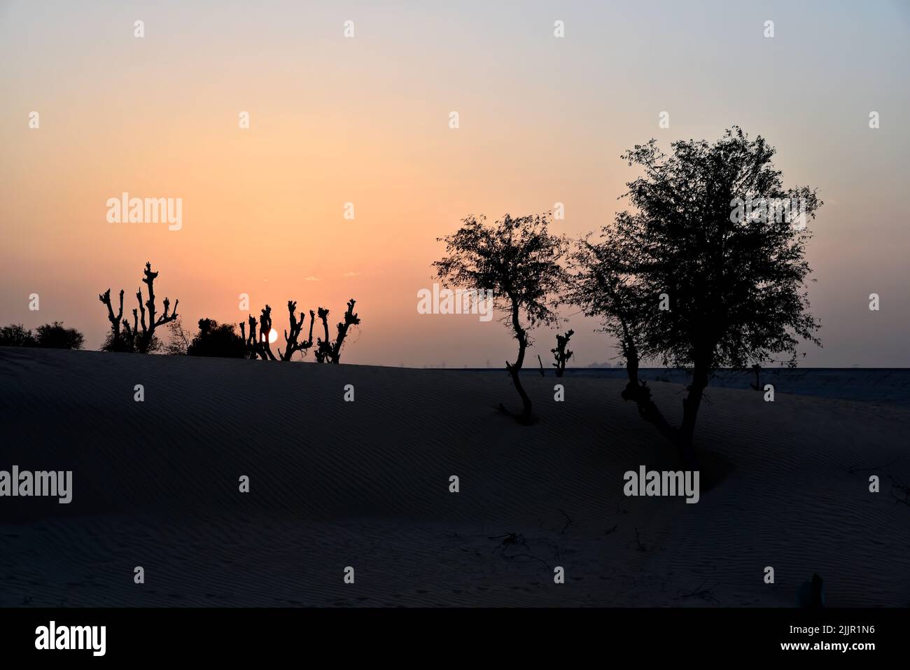 Sunset around Al Awir desert with trees and sand dunes, Dubai United ...