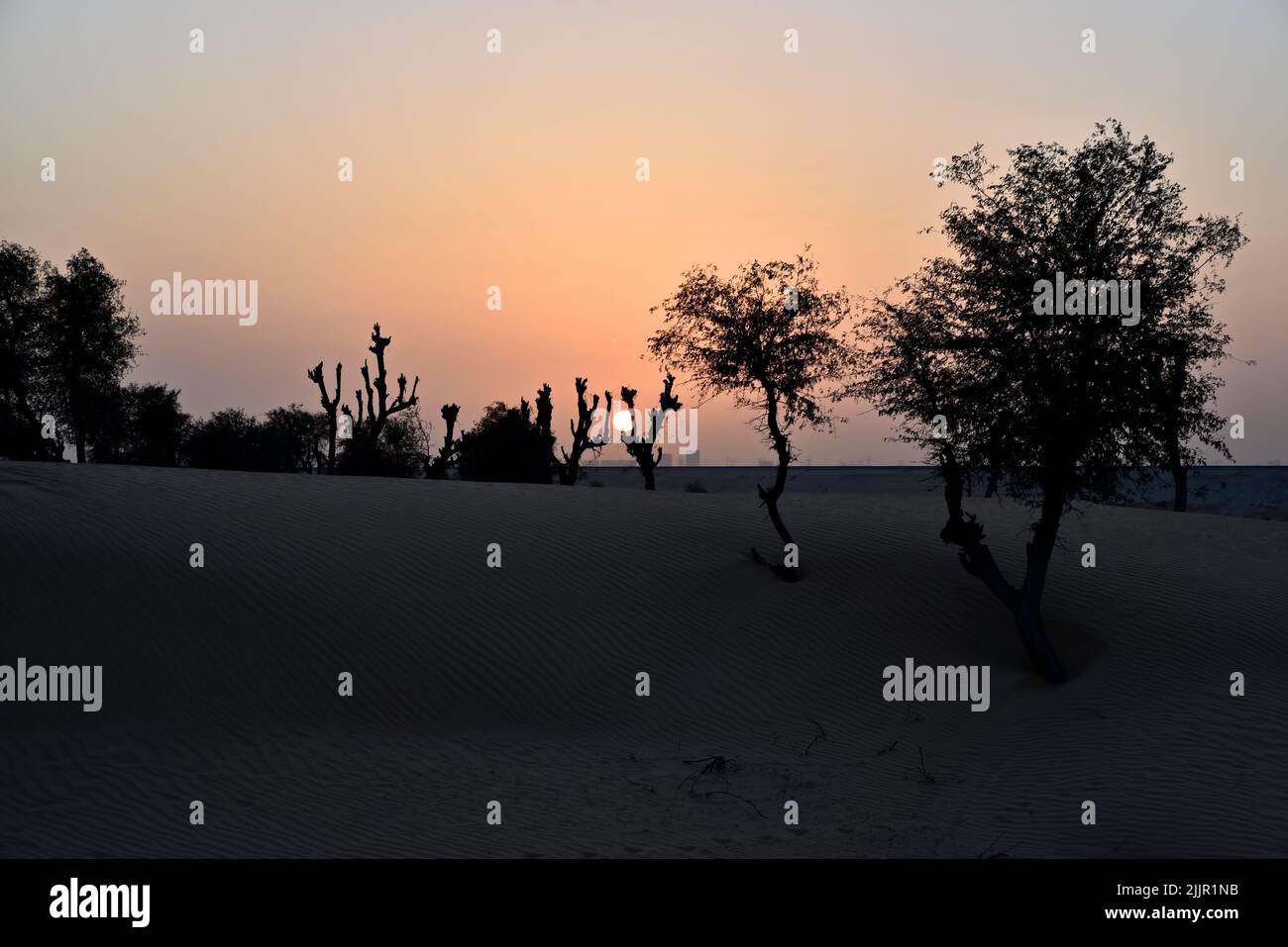 Sunset around Al Awir desert with trees and sand dunes, Dubai United ...