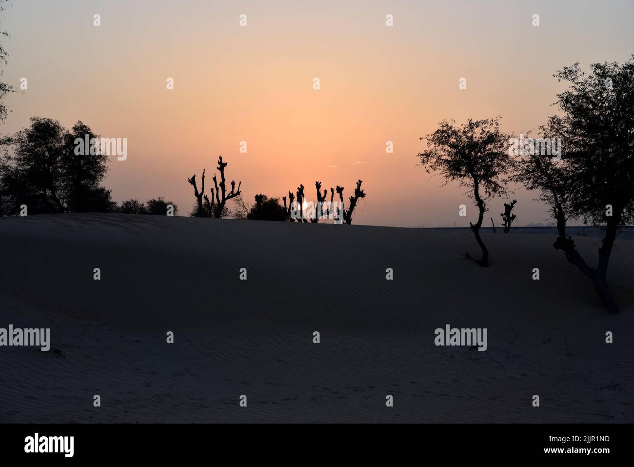 Sunset around Al Awir desert with trees and sand dunes, Dubai United ...