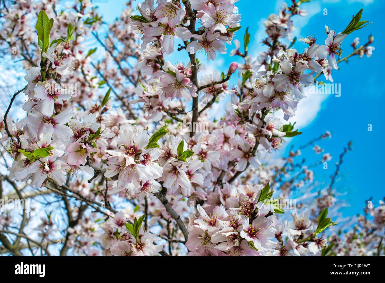 The branches of flowering almond tree Stock Photo - Alamy