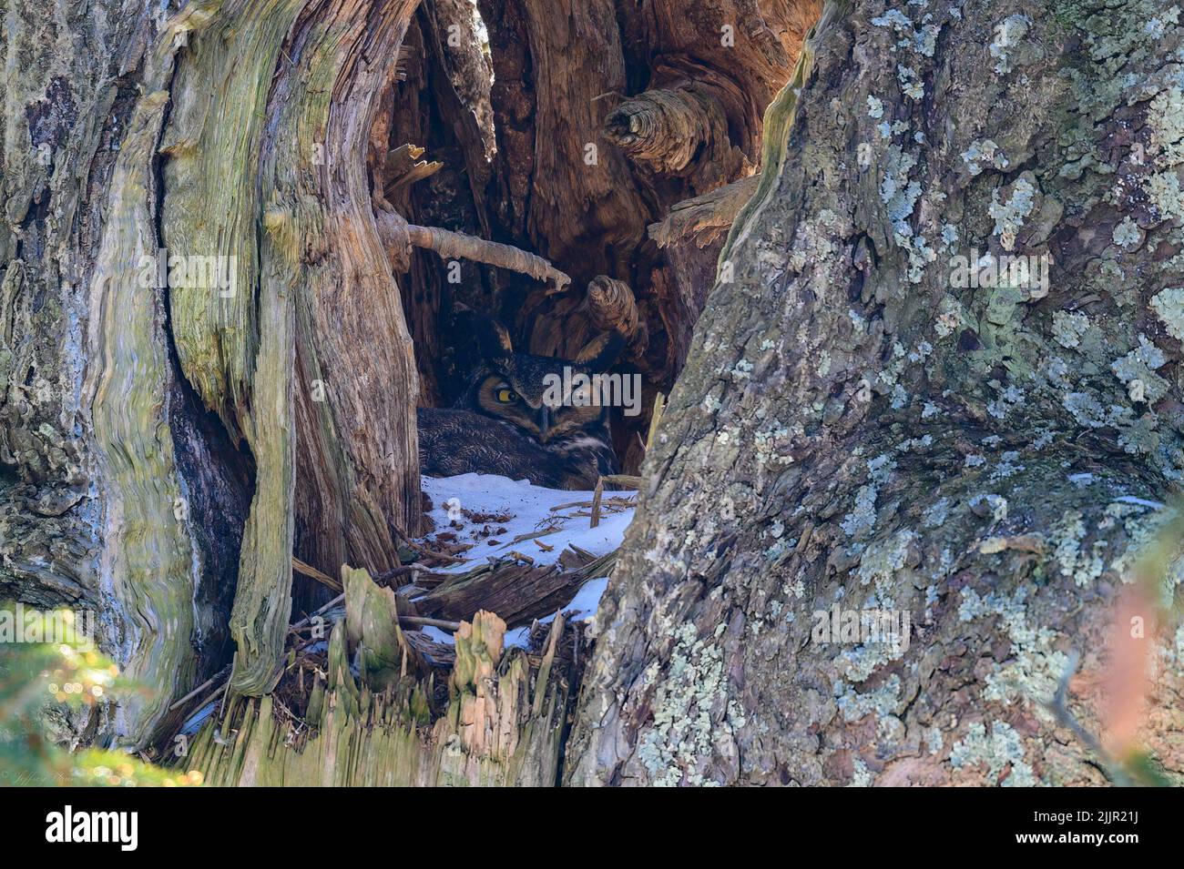 A Great Horned Owl nesting in a tree cavity Stock Photo - Alamy