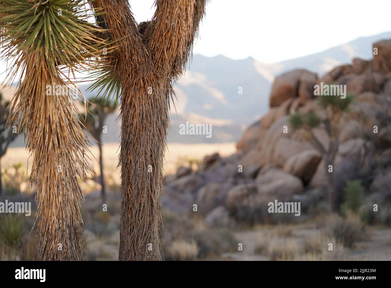 Beautiful tree view hi-res stock photography and images - Alamy