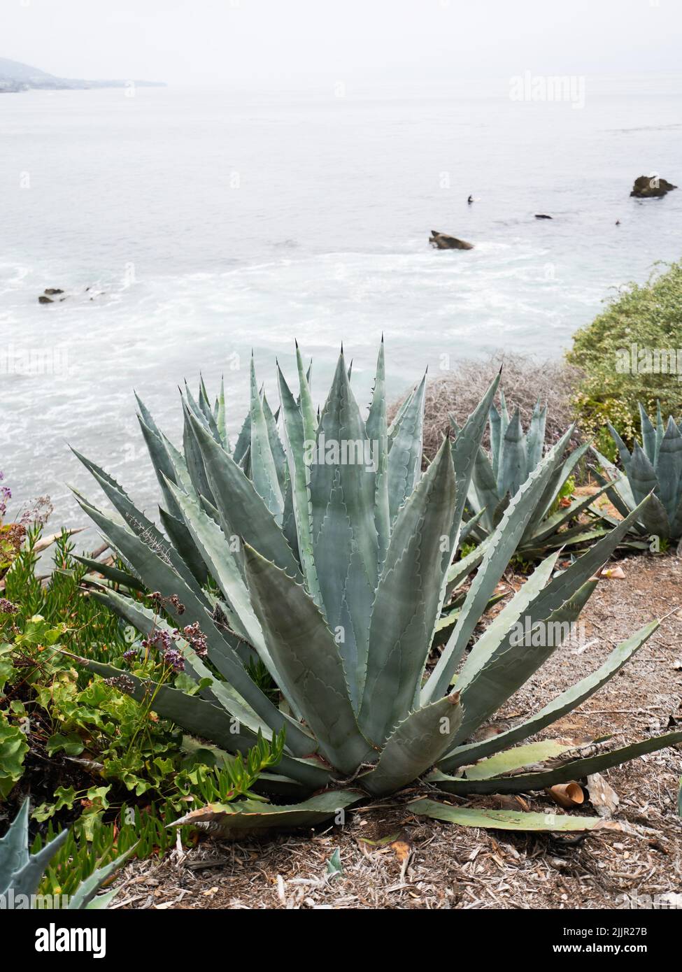 Beautiful ocean plants hi-res stock photography and images - Alamy
