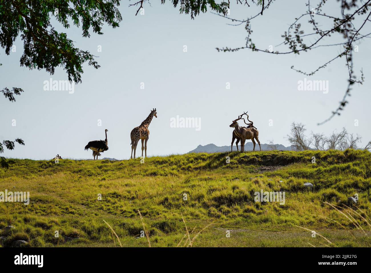 Giraffes on the landscape hi-res stock photography and images - Alamy