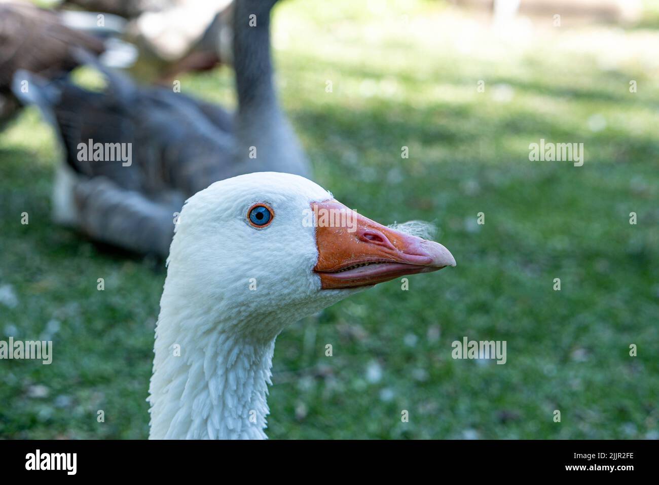 Closeup shot goose swimming hi-res stock photography and images - Alamy