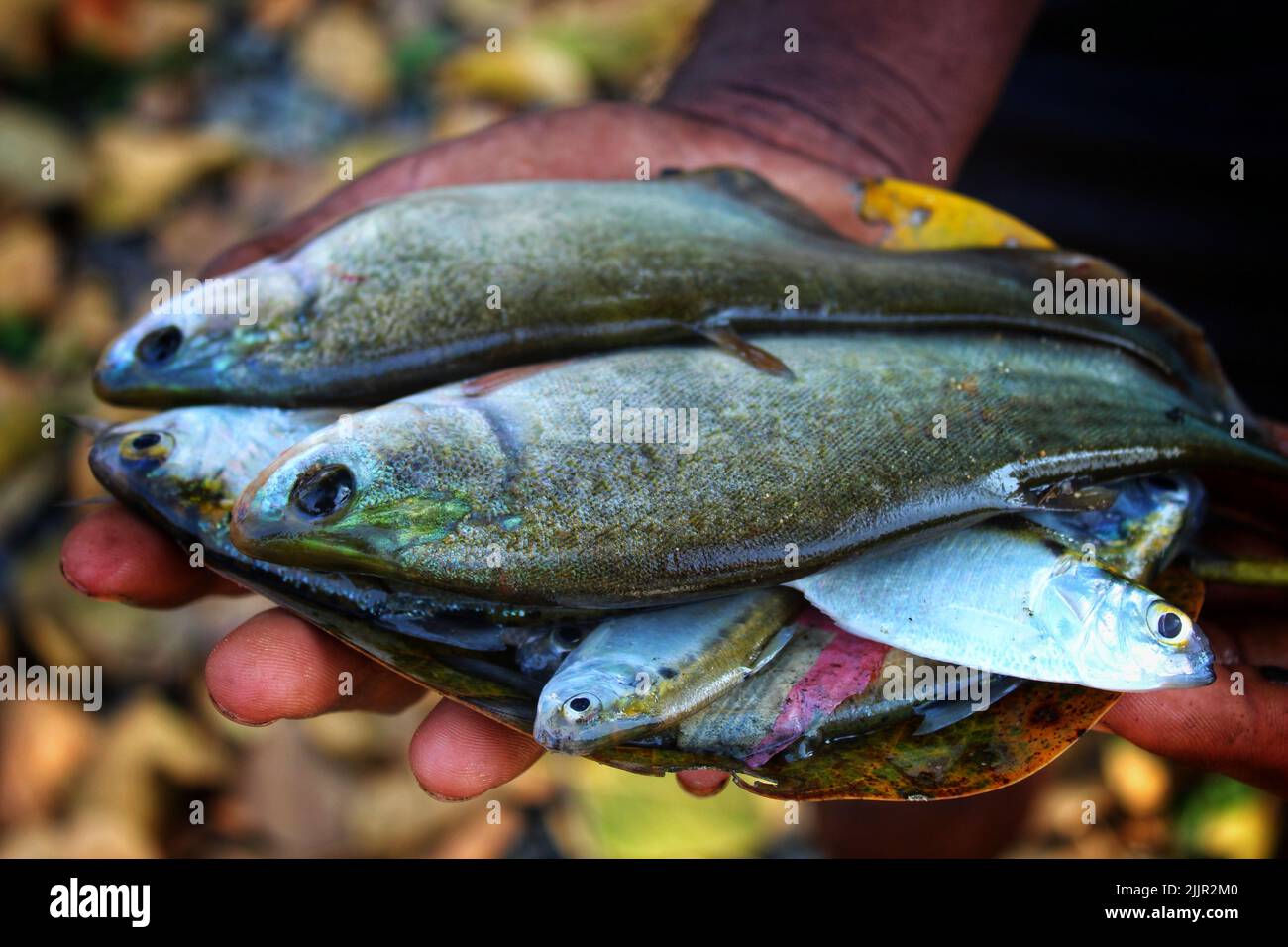 Person holding fish water fishing hi-res stock photography and images ...
