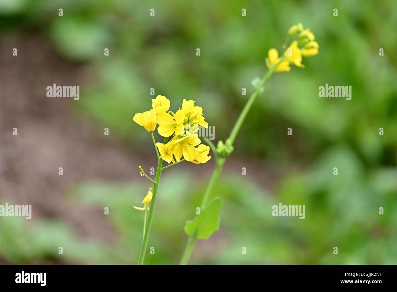 A close-up shot of common colza plant in the blurry background Stock ...