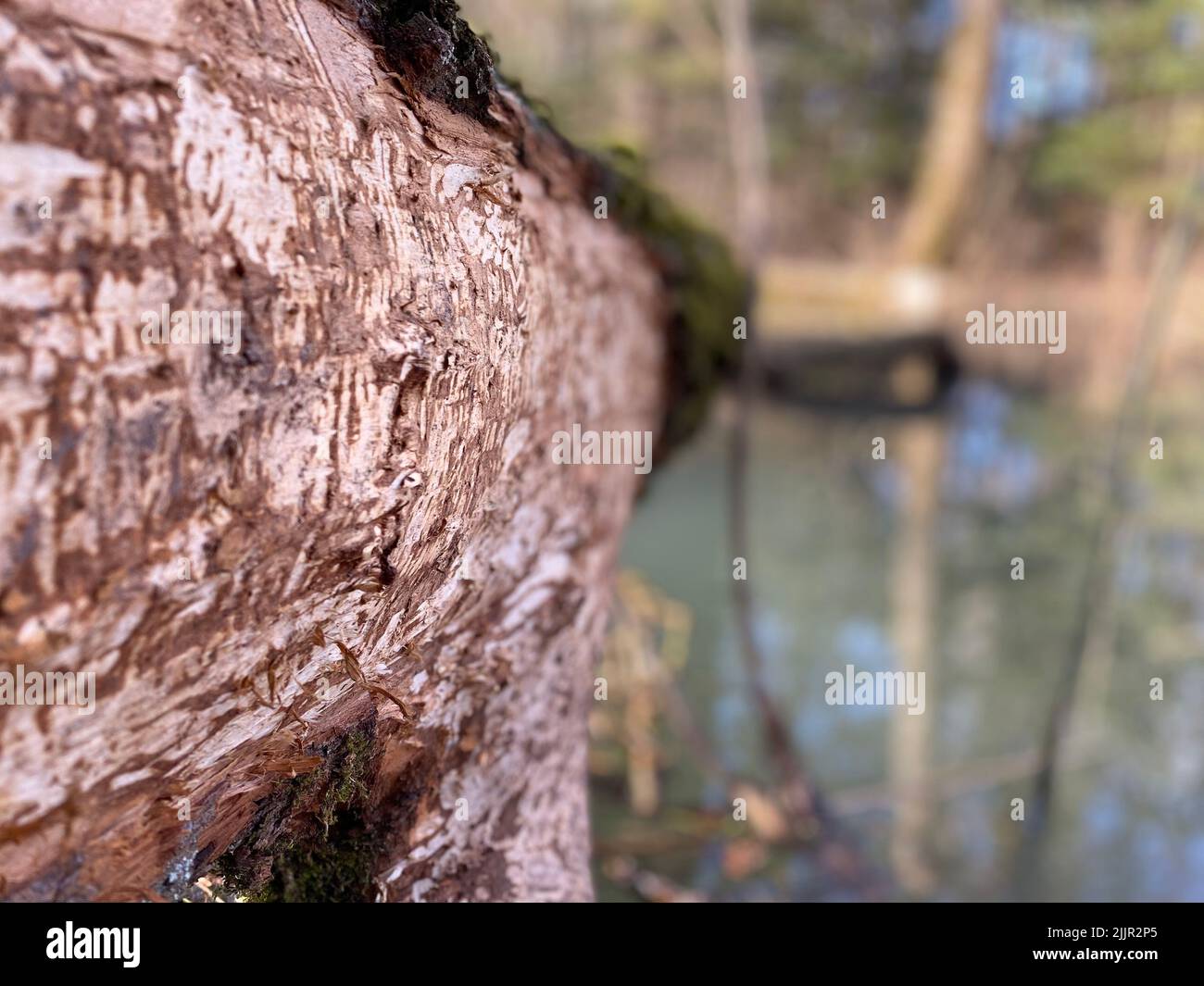 A damaged tree trunk on a blurred background in the forest - texture ...