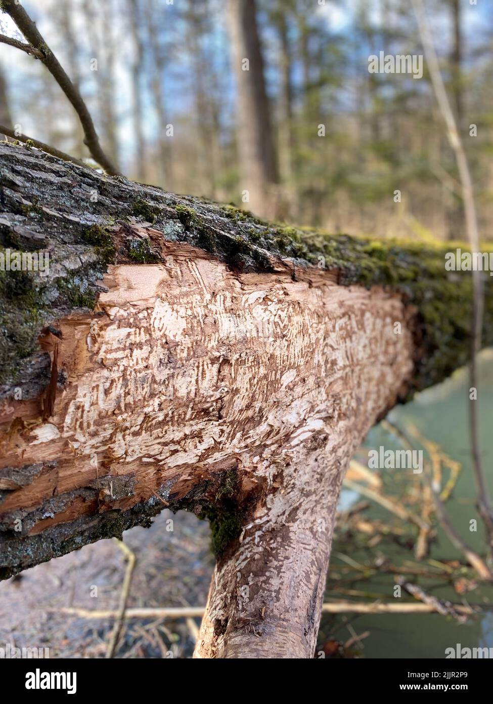 A damaged tree trunk on a blurred background in the forest - texture ...