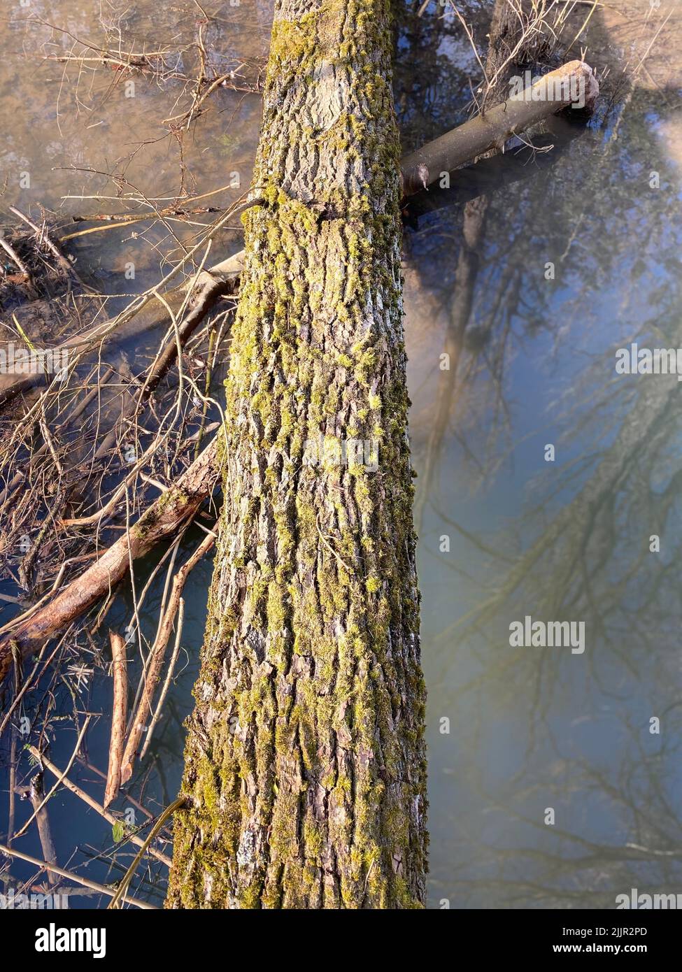 A damaged fallen tree trunk on a blurred background in the forest ...