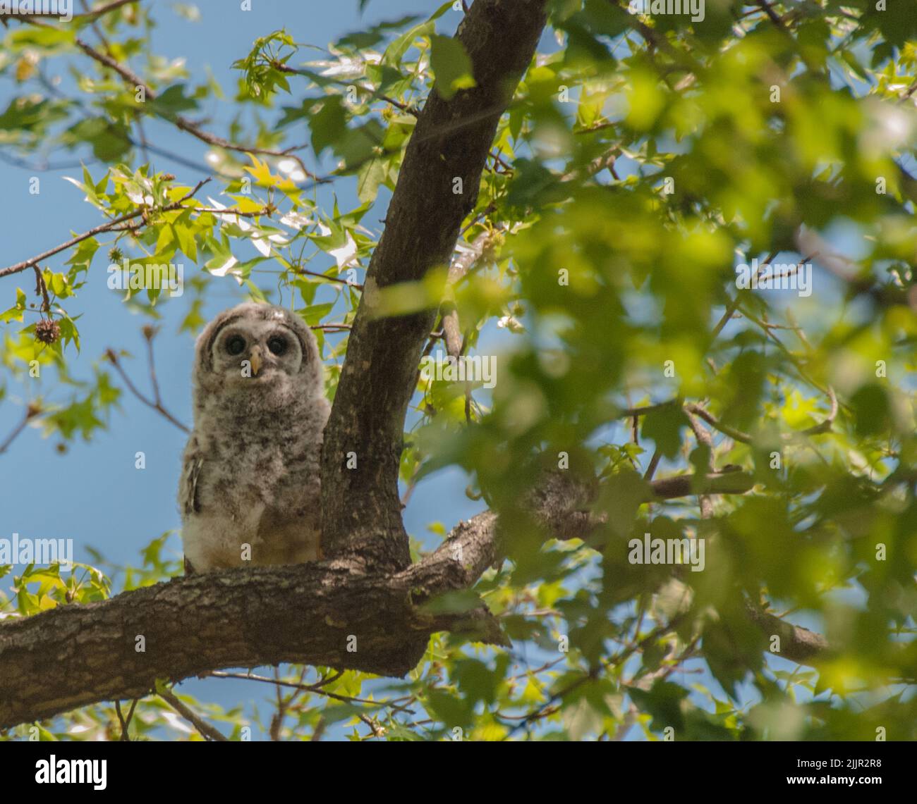 A Spotted owl sitting on a tree branch on a blurry background Stock ...