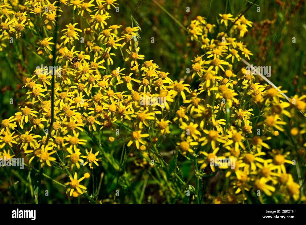 A bright yellow wildflowers under the rays of the sun Stock Photo - Alamy