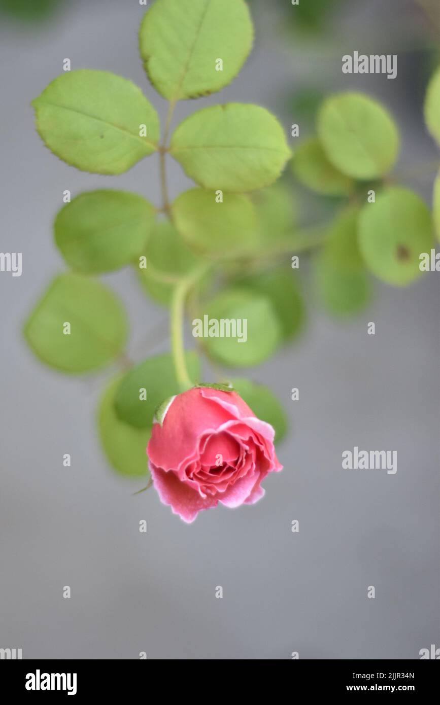 A vertical closeup of a blooming pink rose Stock Photo - Alamy