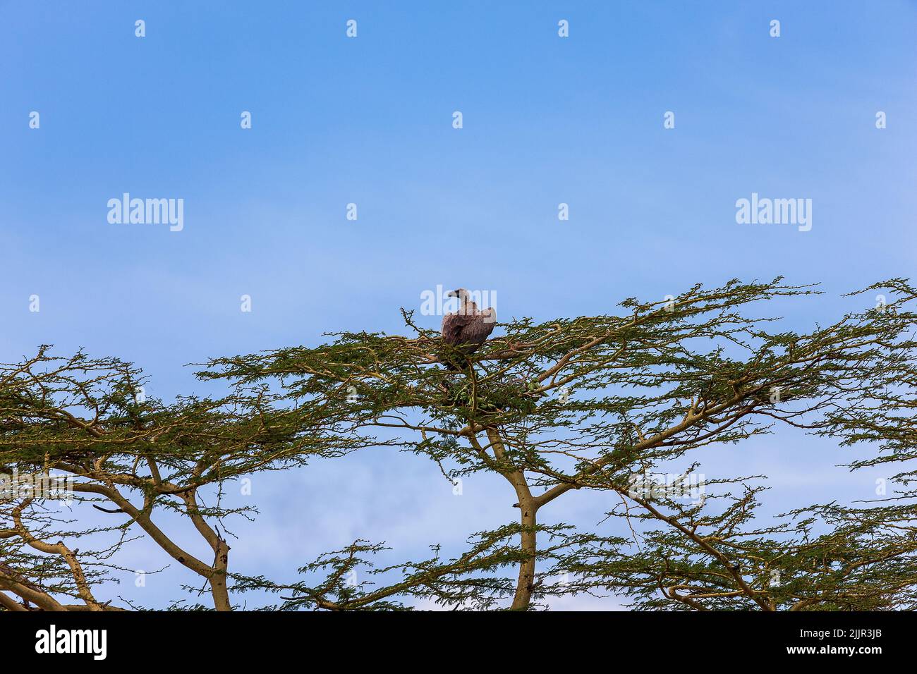 White-backed vulture resting on a acacia tree in the Serengeti. Arusha ...