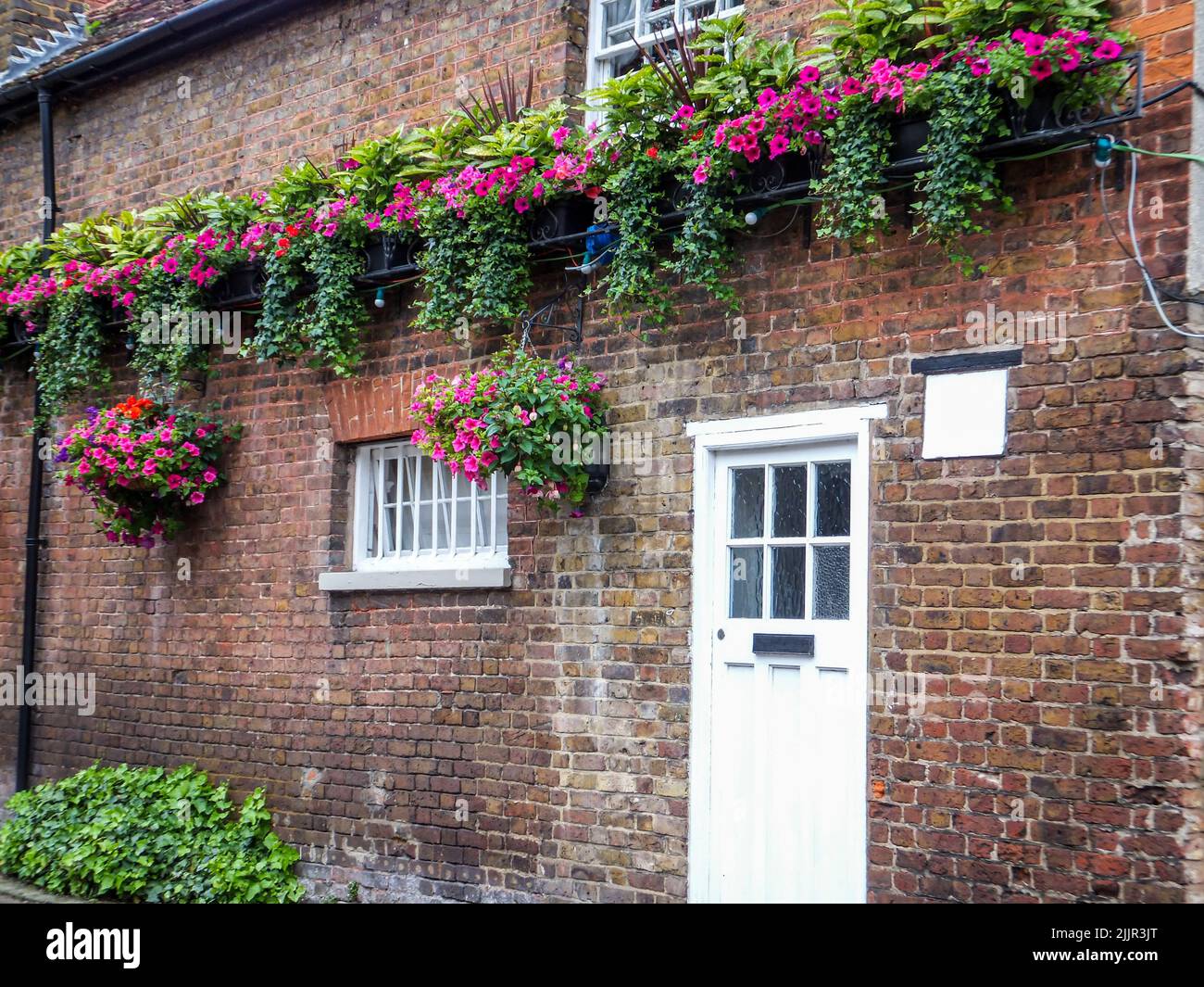 Beautiful hanging petunia flowers adorn the exterior brick wall of ...