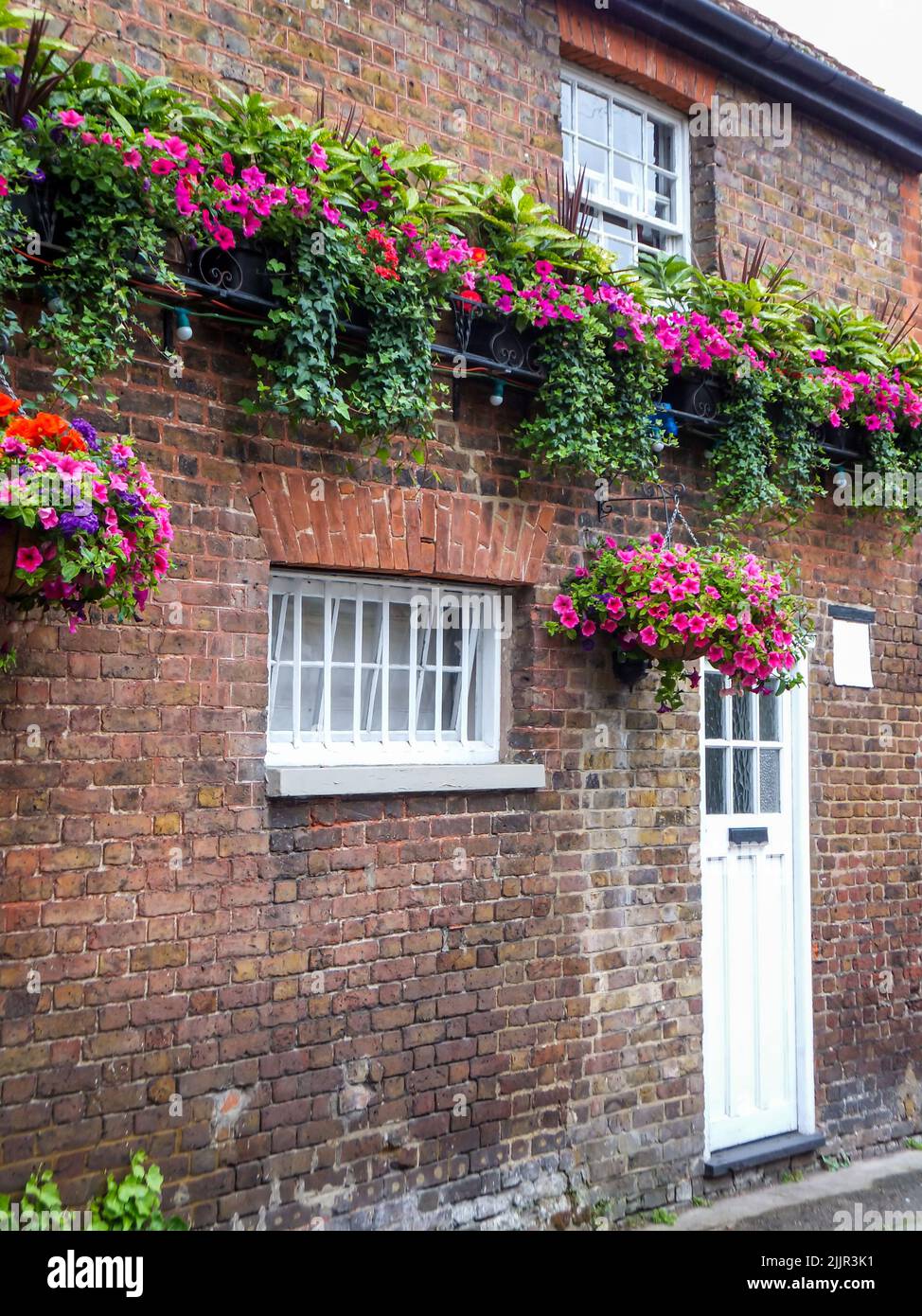 Beautiful hanging petunia flowers adorn the exterior brick wall of ...