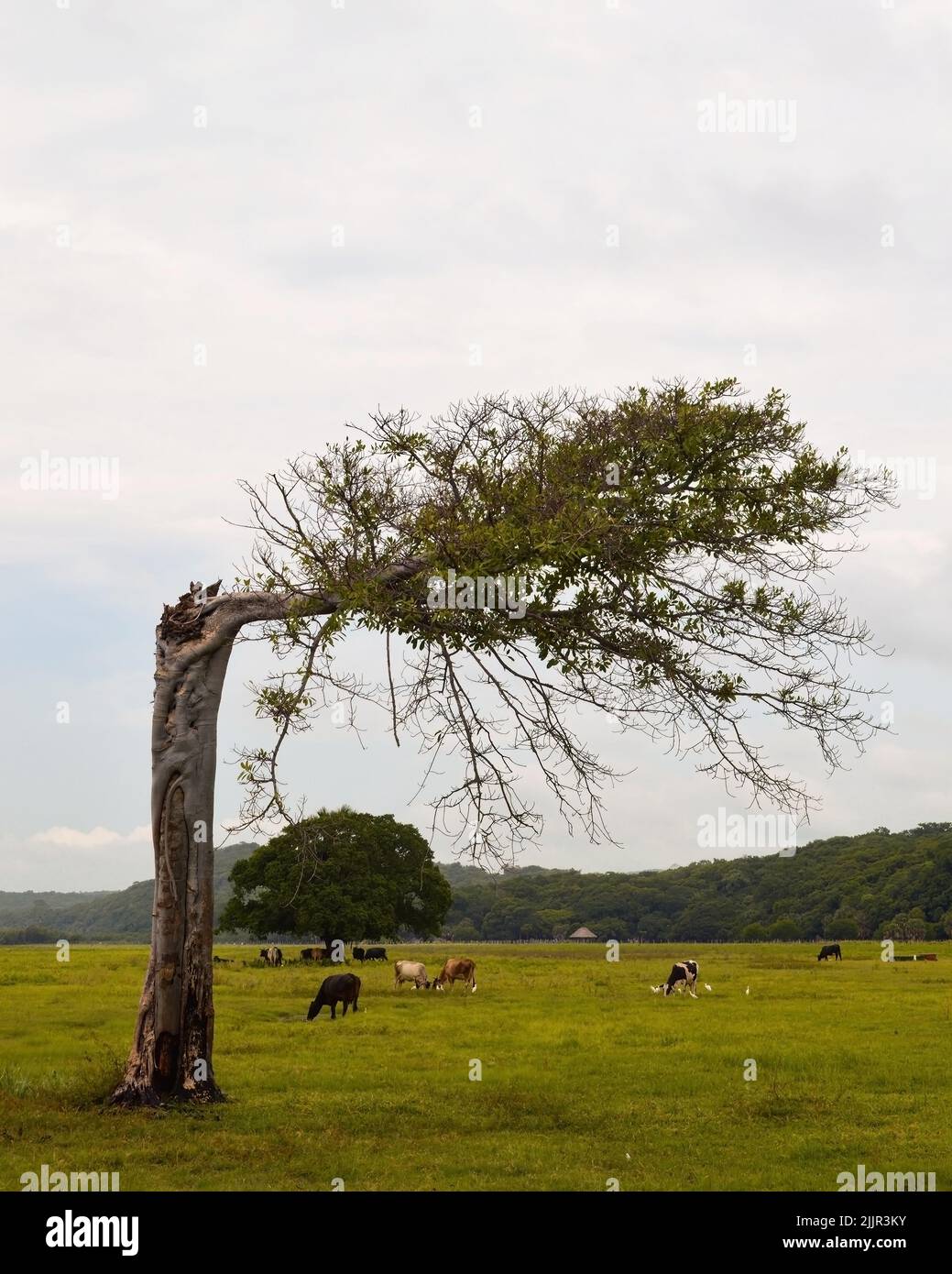 Tree struck by lightning, growth of the tree horizontally Stock Photo ...