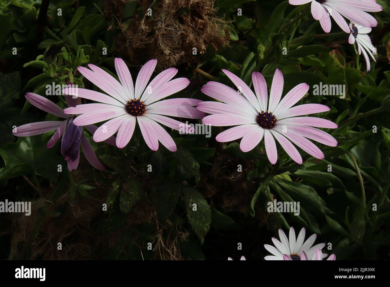 African daisy dimorphotheca jucunda hi-res stock photography and images ...