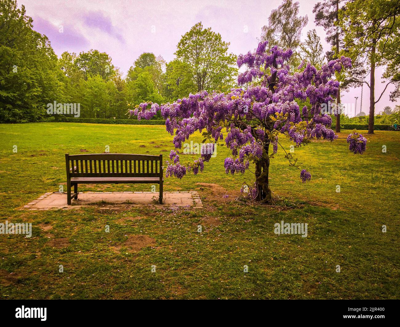 A closeup of a wooden bench next to a purple lilac tree in a garden ...