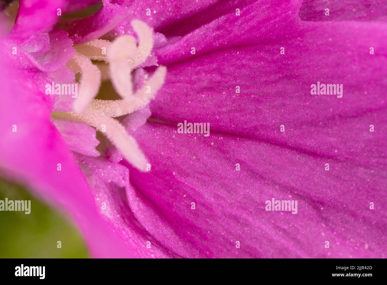 Macrophotograph of pink flower blossom with focus on stamen pollen ...