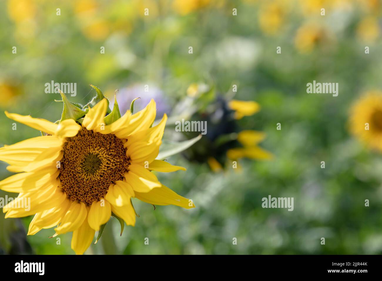 Foreground bottom hi-res stock photography and images - Alamy