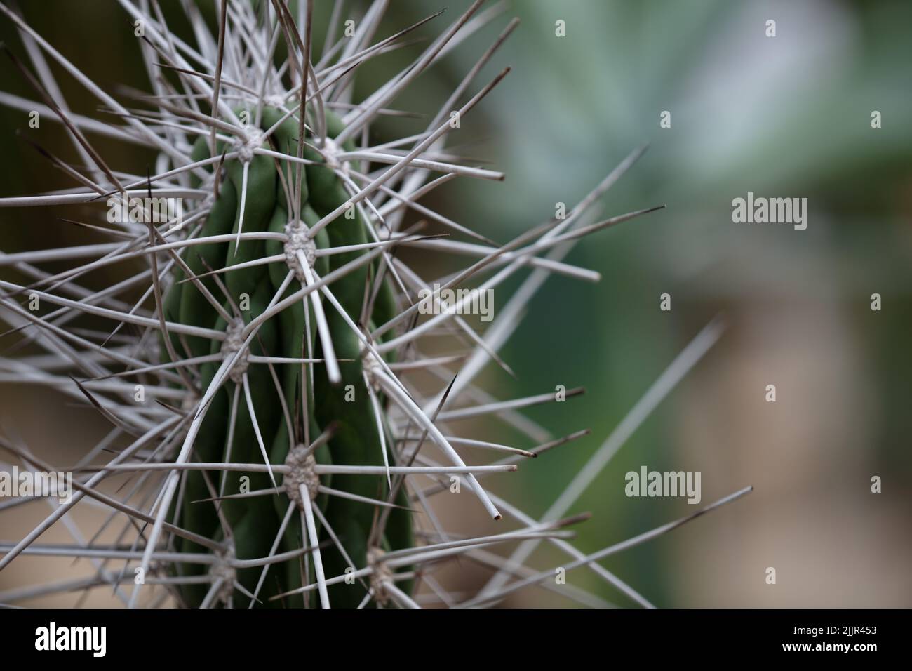 Long spikes cactus hi-res stock photography and images - Alamy