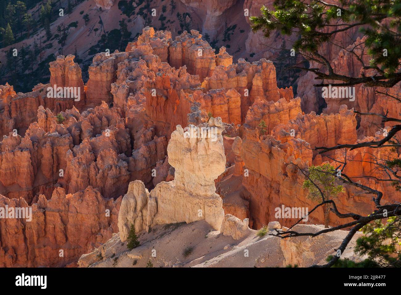Bryce Canyon Hodoos from above, Arizona, United States of America Stock ...