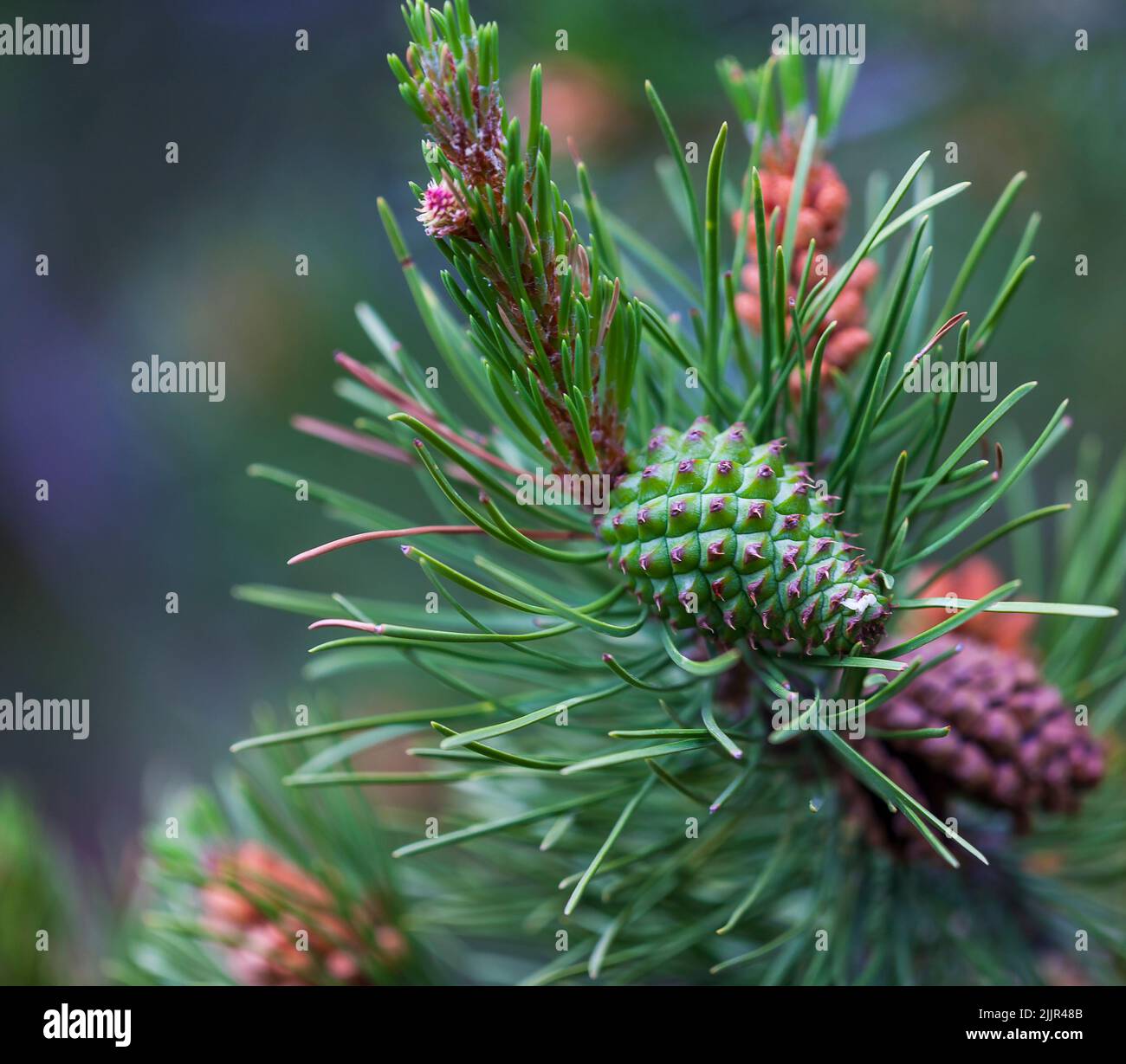Pines on a young tree branch in a USA National Park, Macro Photog Stock ...