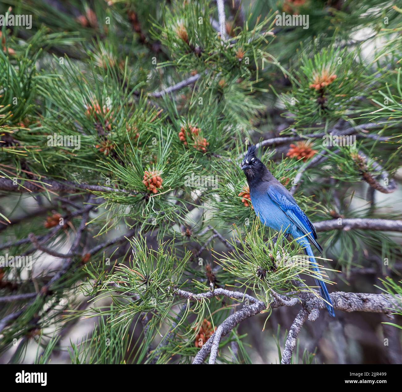 Jay north hi-res stock photography and images - Alamy