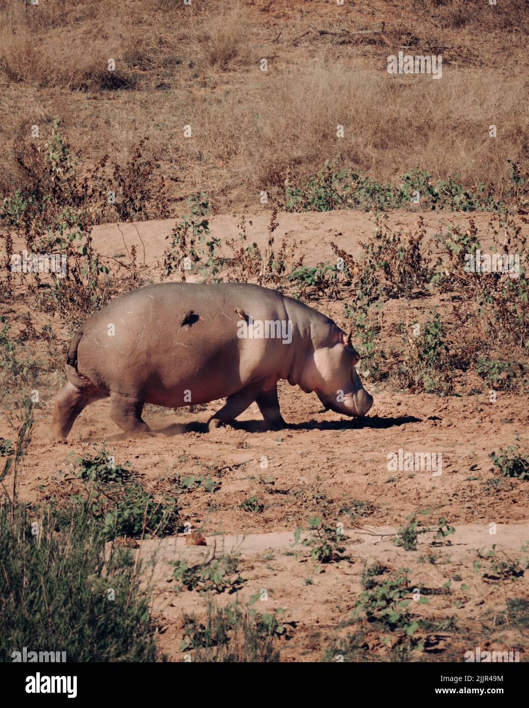 Very big hippopotamus hi-res stock photography and images - Alamy