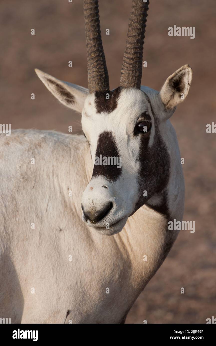 Arabian Oryx Face