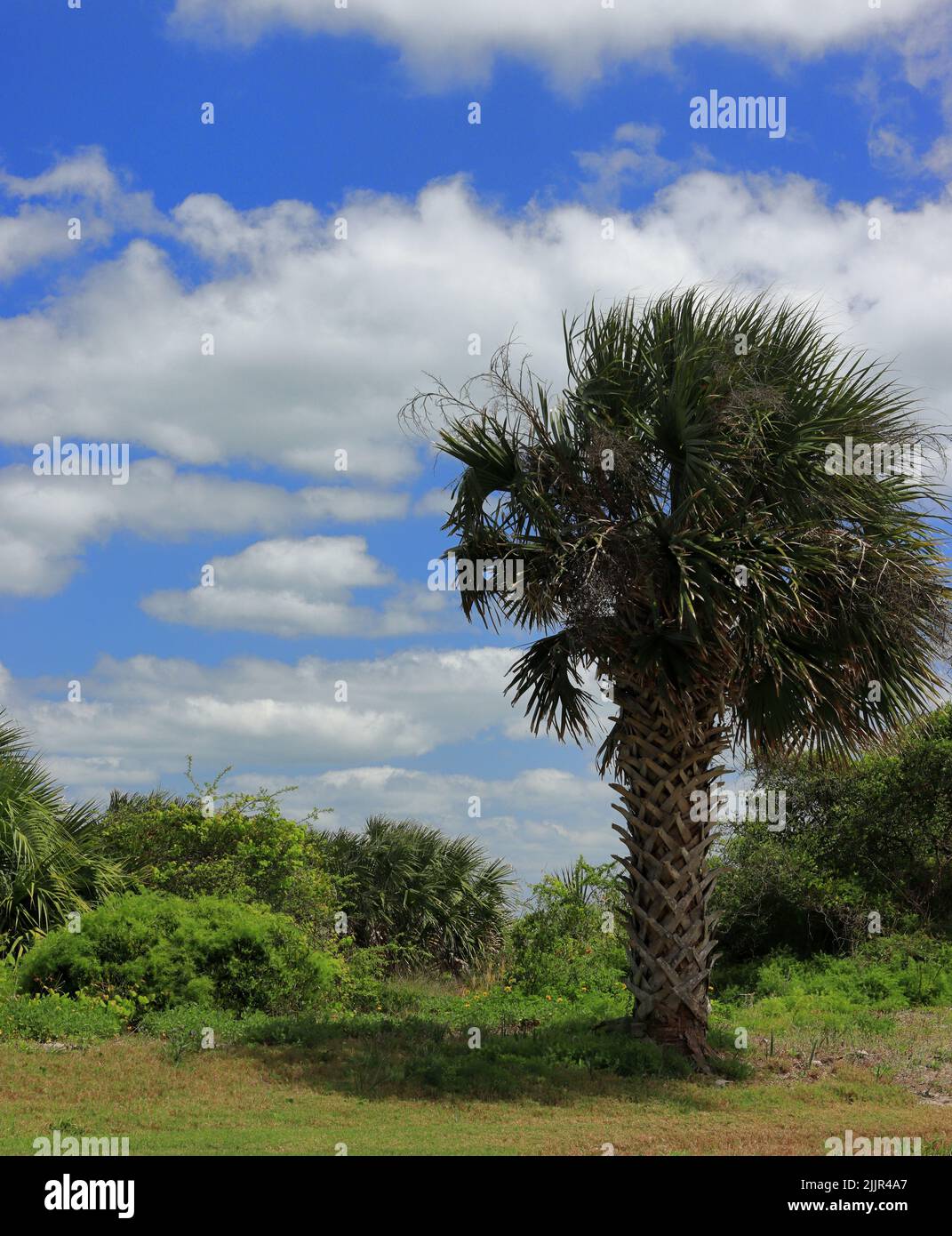 Palm tree green grass field hi-res stock photography and images - Alamy