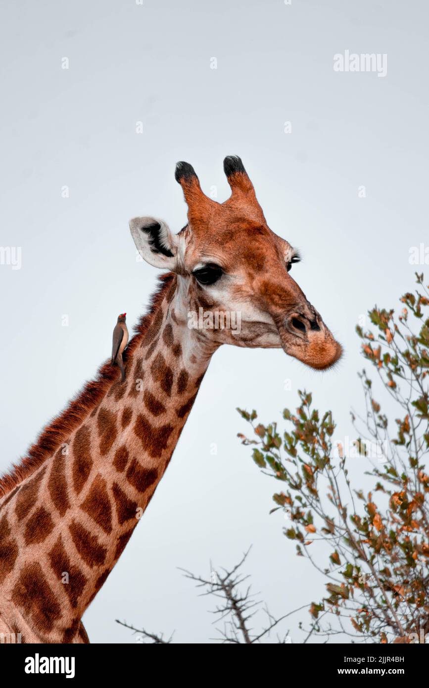 Giraffe and grass hi-res stock photography and images - Alamy