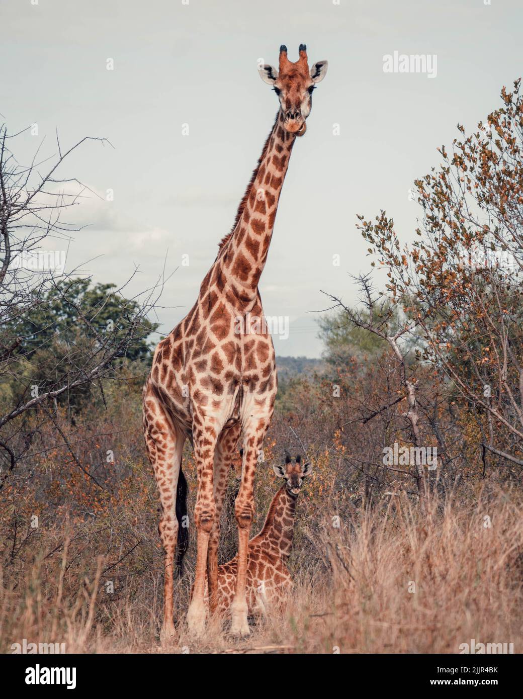 Giraffe and grass hi-res stock photography and images - Alamy