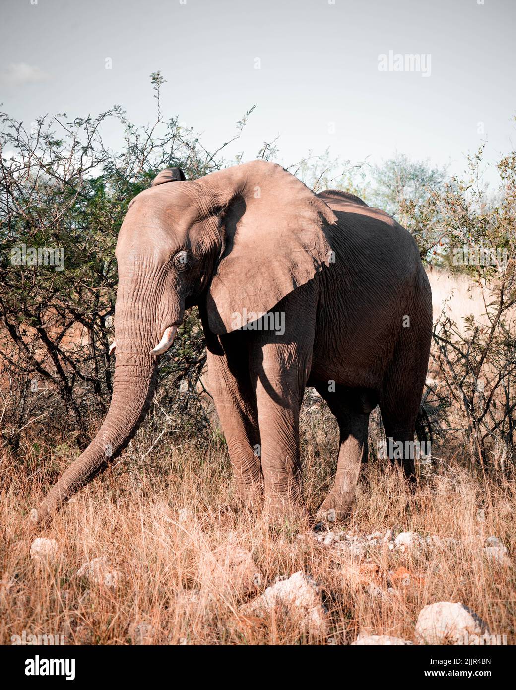 Big elephant hi-res stock photography and images - Alamy