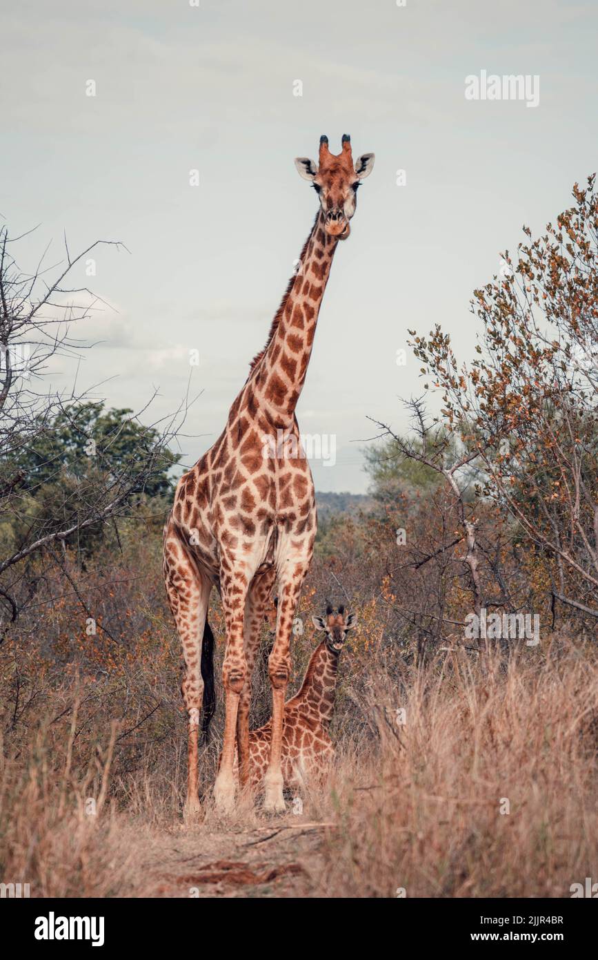 Giraffe in nature hi-res stock photography and images - Alamy