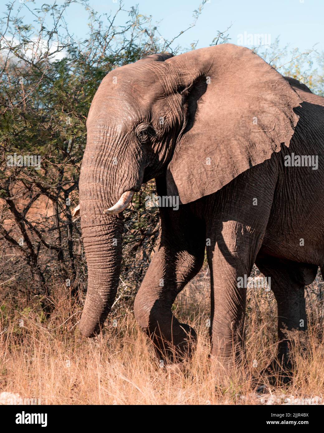 Big elephant hi-res stock photography and images - Alamy
