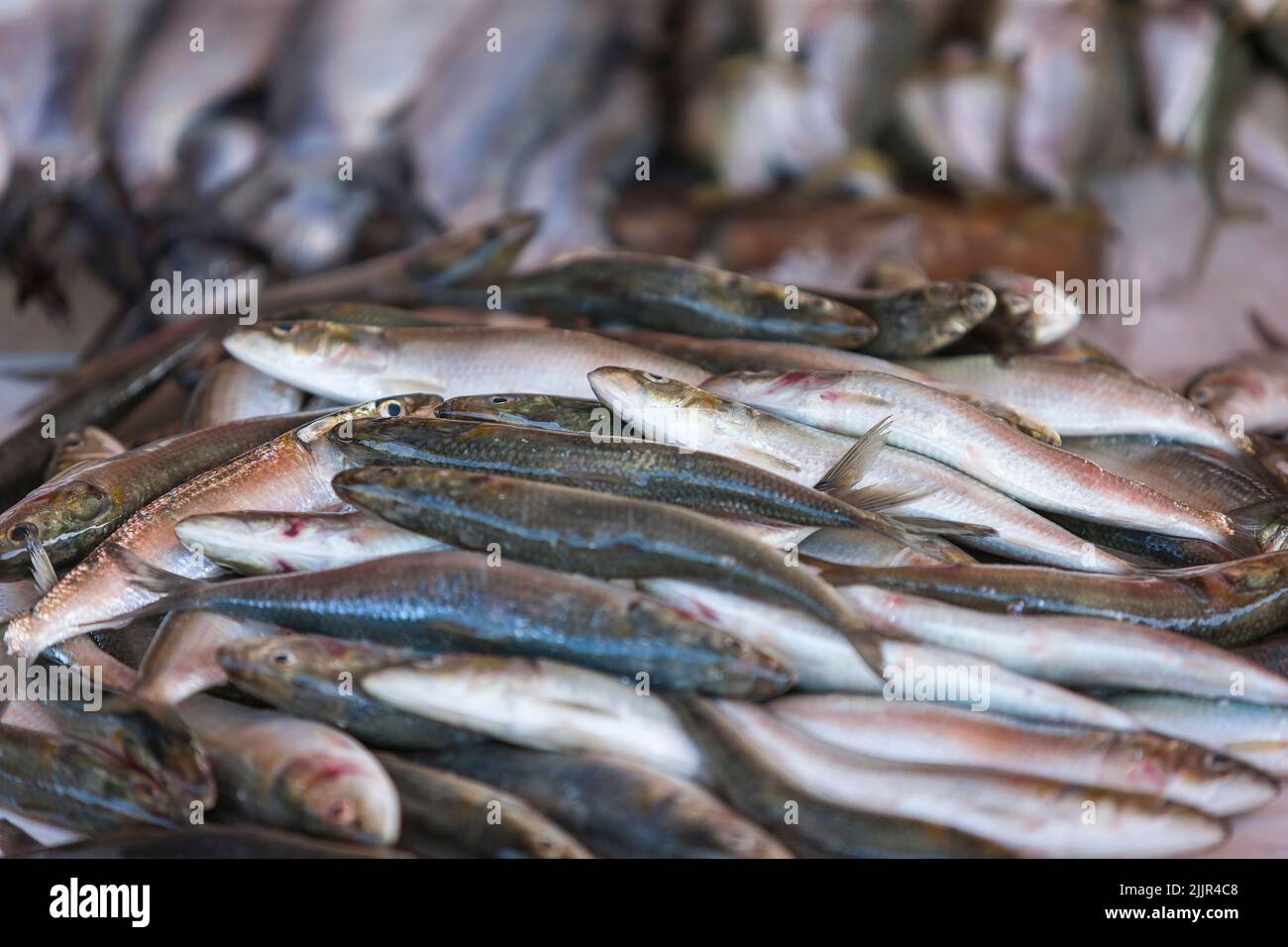A bunch of fresh sardines lying on the display of the fish market ...