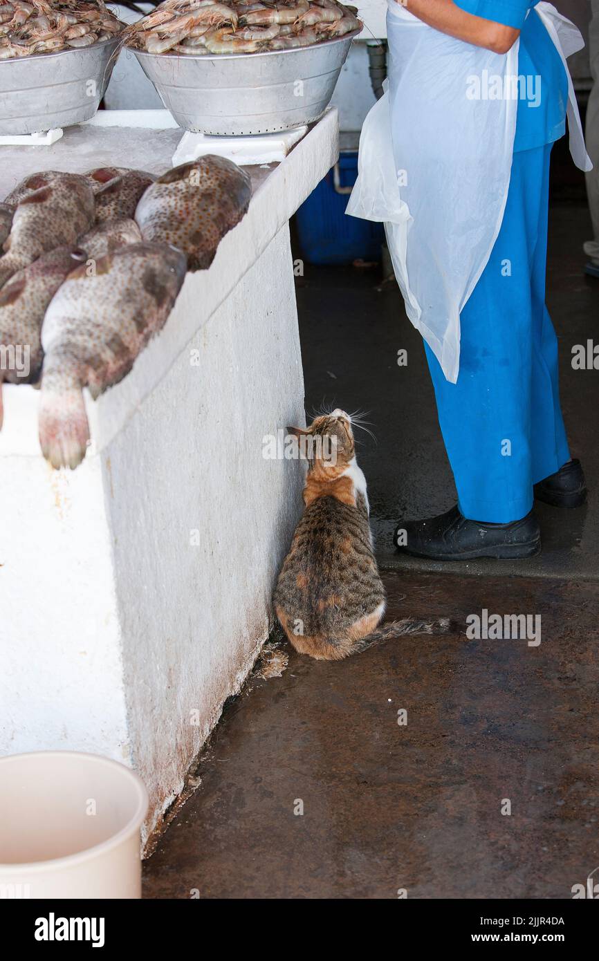 A cat begging a salesperson for some fish at the fish market in Sharjah ...