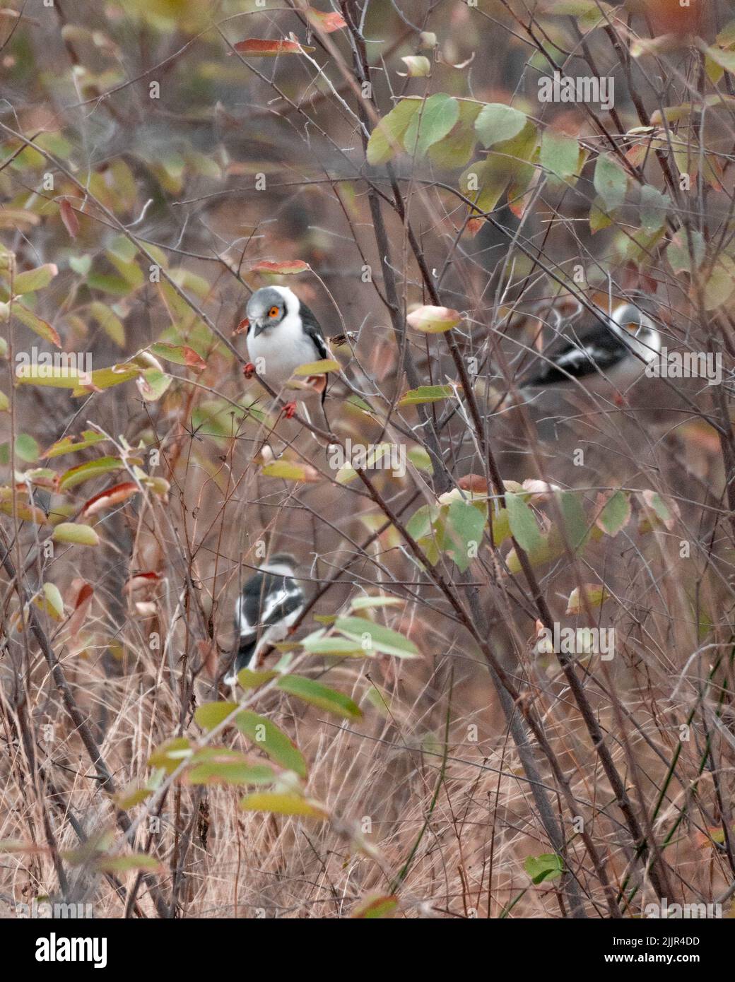 Tree bird birds wing hi-res stock photography and images - Alamy