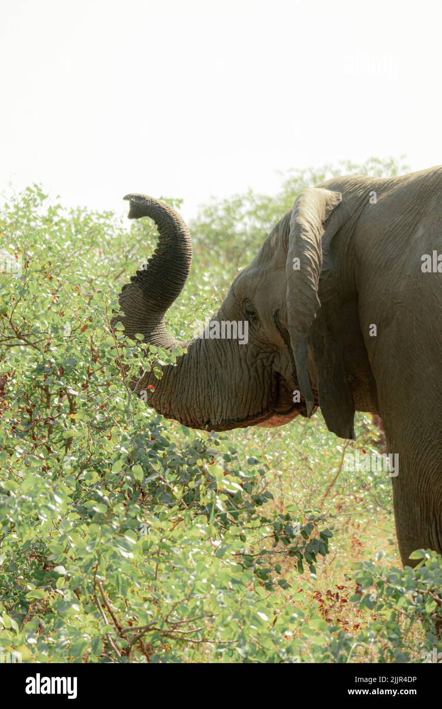 A vertical shot of an elephant among trees Stock Photo - Alamy