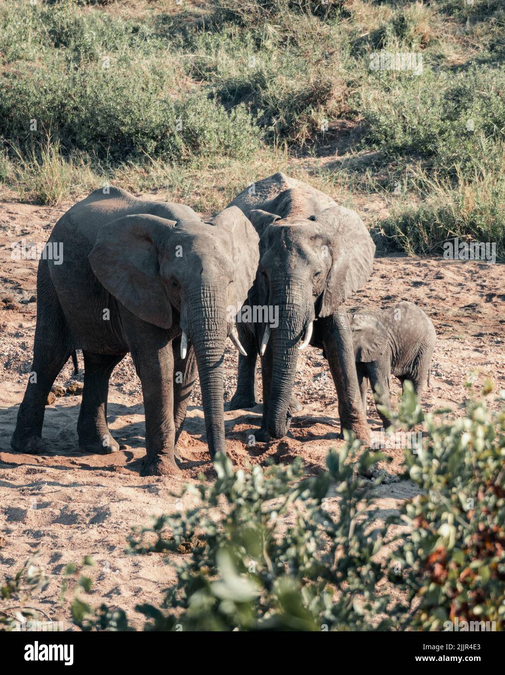 Baby elephant grass field hi-res stock photography and images - Alamy