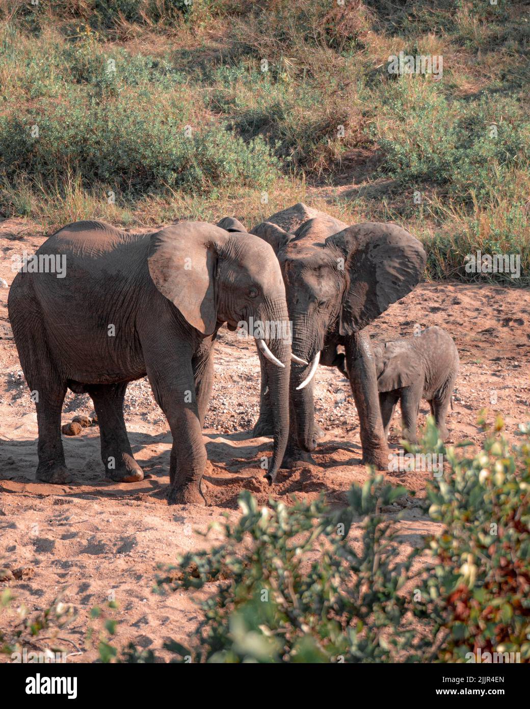 A vertical shot of elephants in a field Stock Photo - Alamy