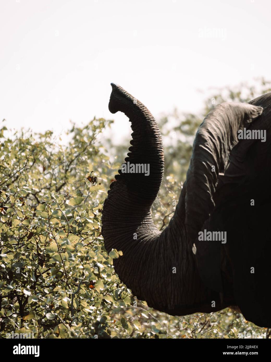 Mammal nose hi-res stock photography and images - Alamy