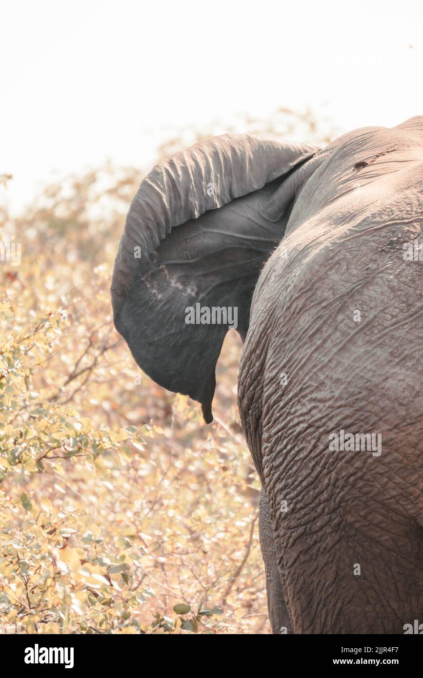 A vertical shot of an elephants ear Stock Photo - Alamy