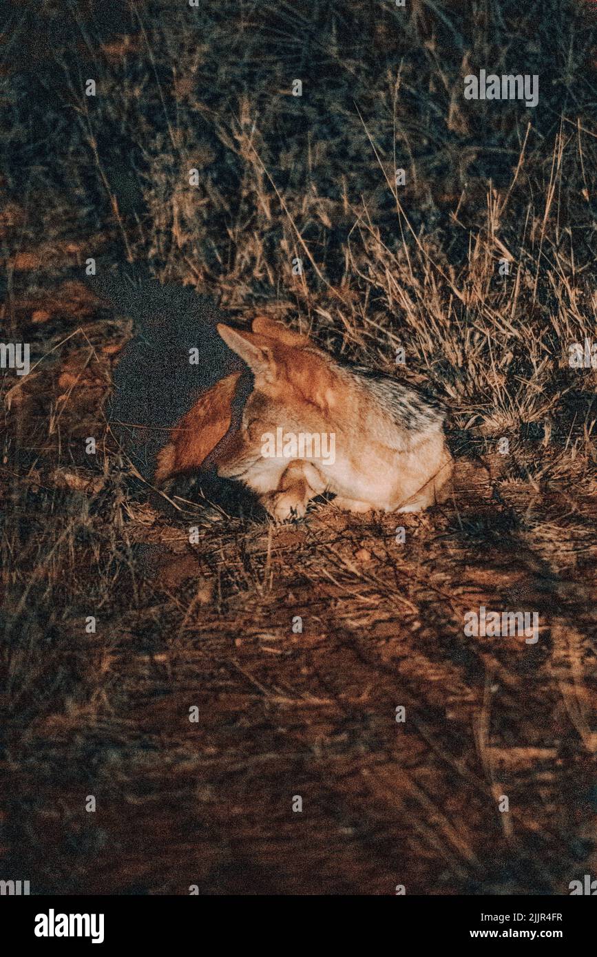 A vertical shot of a coyote sleeping in a field Stock Photo - Alamy