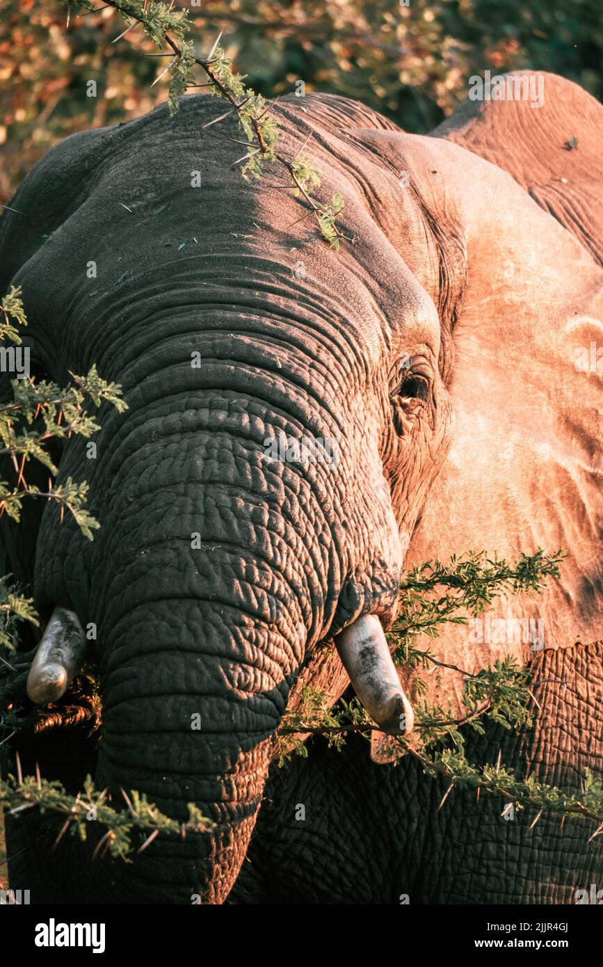A vertical shot of an elephants face Stock Photo - Alamy