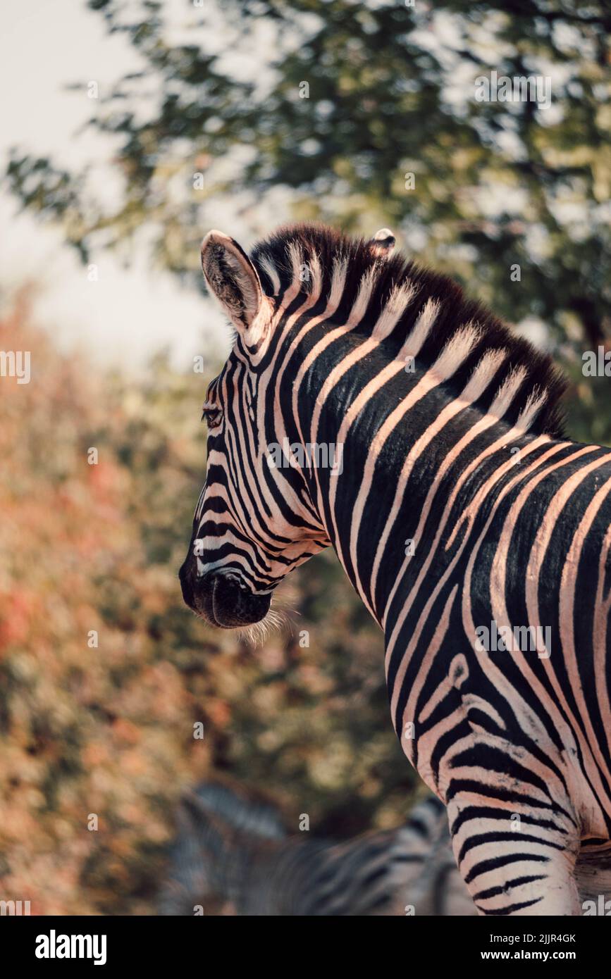 A vertical shot of a zebra in South Africa Stock Photo - Alamy