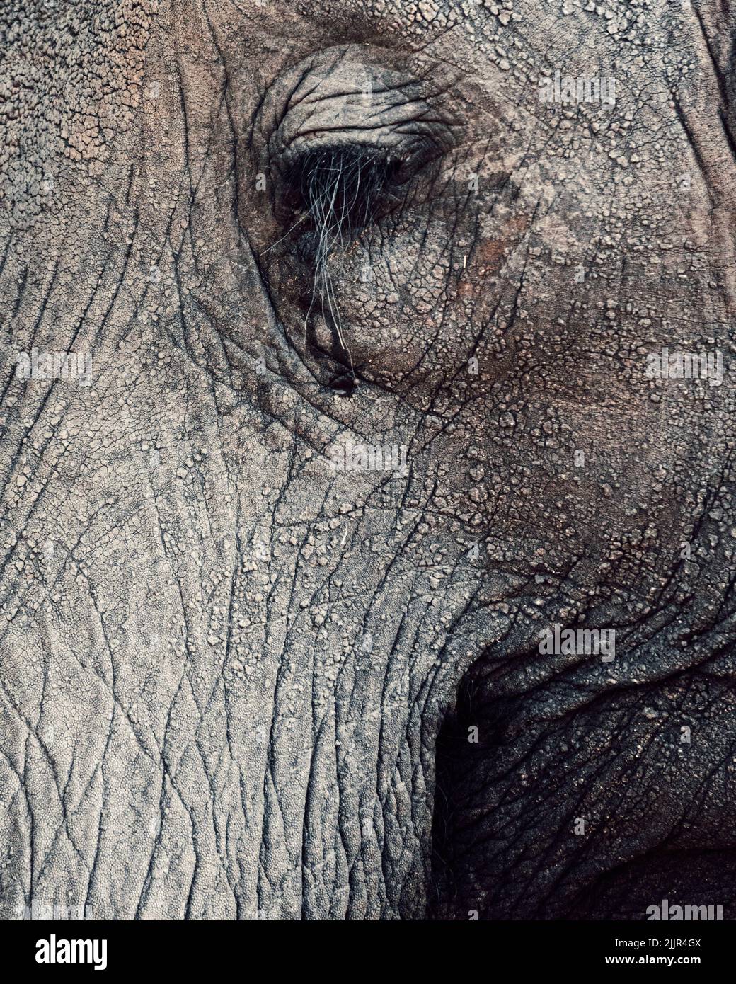 Elephant skin wallpaper hi-res stock photography and images - Alamy